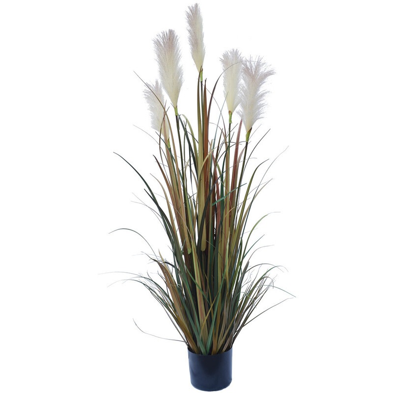 Buy Flowering Native Fox Tail Grass 120 cm - MyDeal Australia
