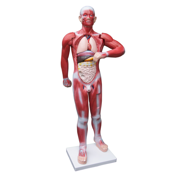 Buy Human Anatomical Muscular Model Muscle System - MyDeal Australia