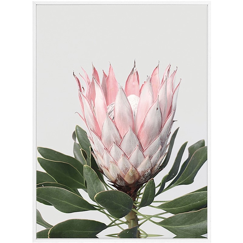 Buy Protea (Side View) Framed Art With Floating Frame - MyDeal