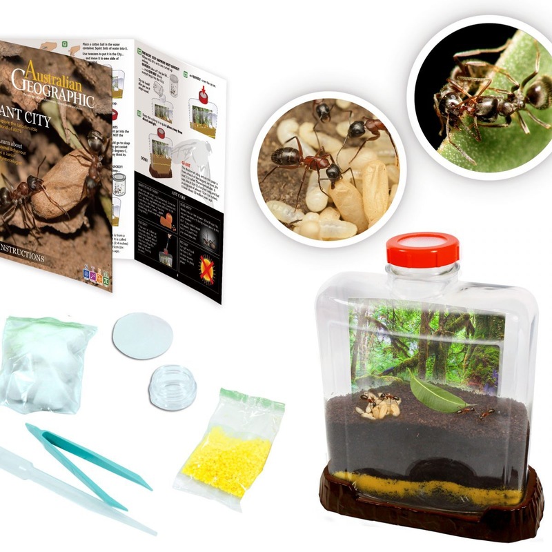 Buy Australian Geographic Insect Ant City Learning/Educational/Activity ...