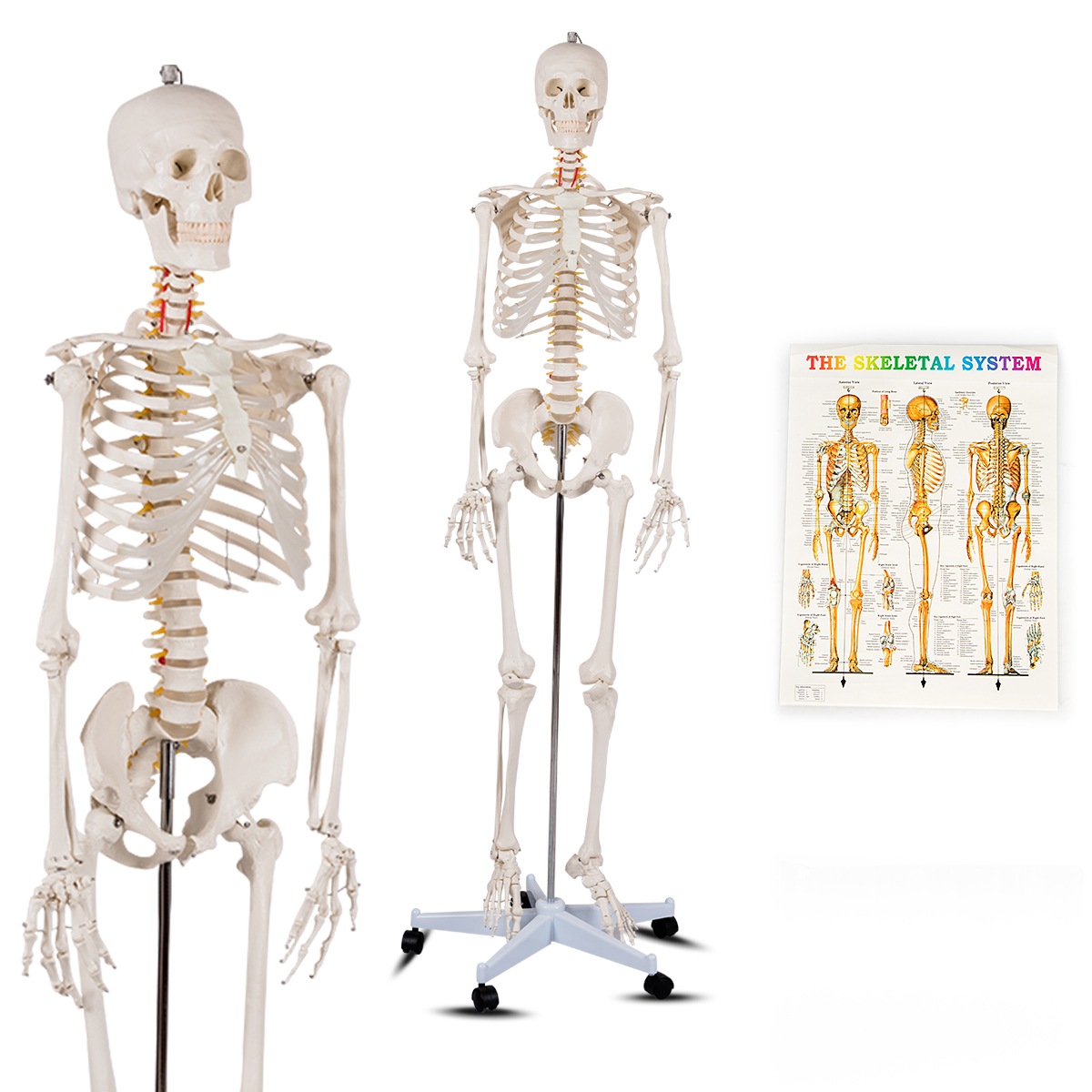 Buy Costway 177cm Human Skeleton Life Size Skull Full Body Teaching ...