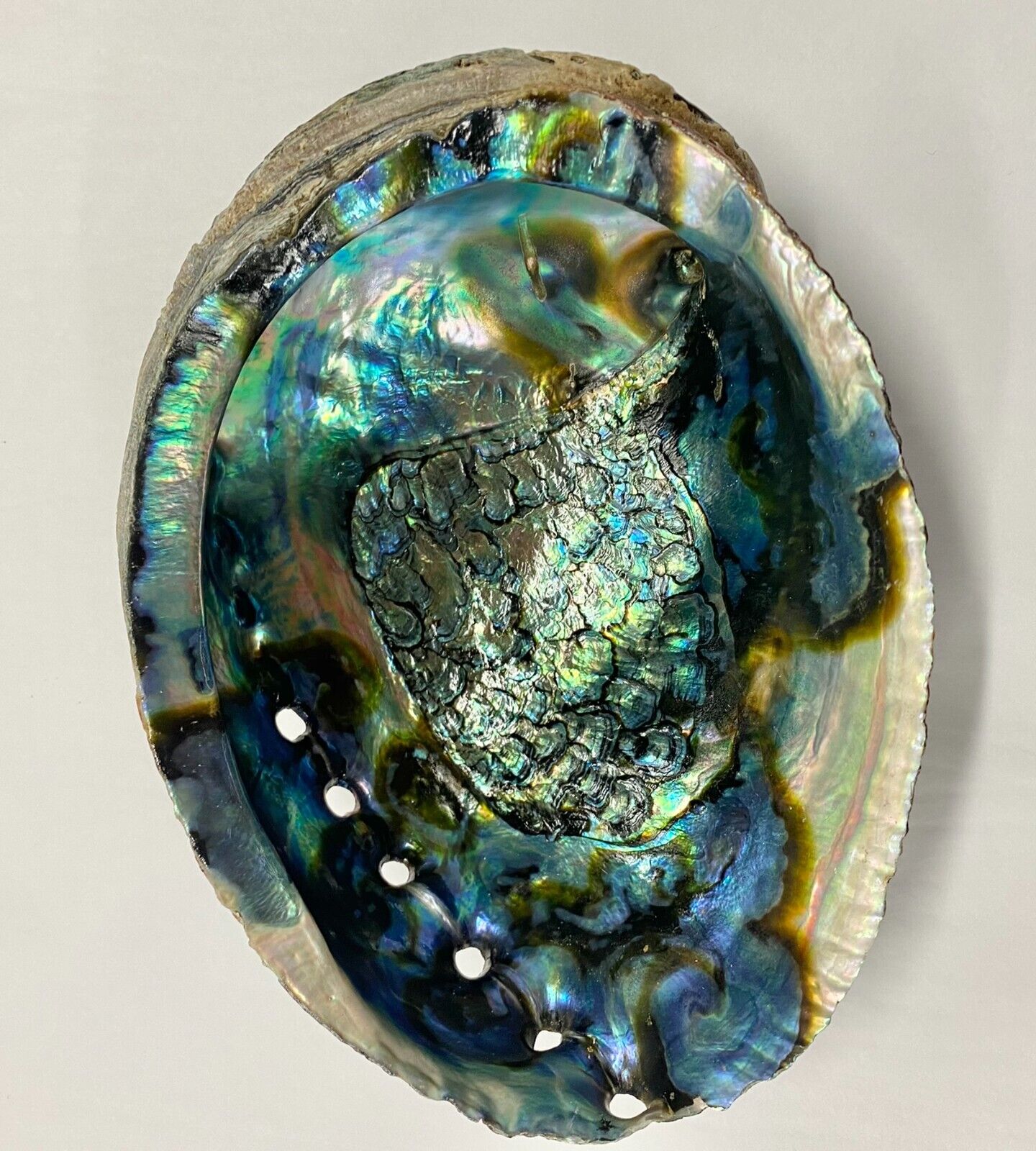 Buy Abalone Natural Sea Shell Polished Rainbow Colors Designs 15cm ...