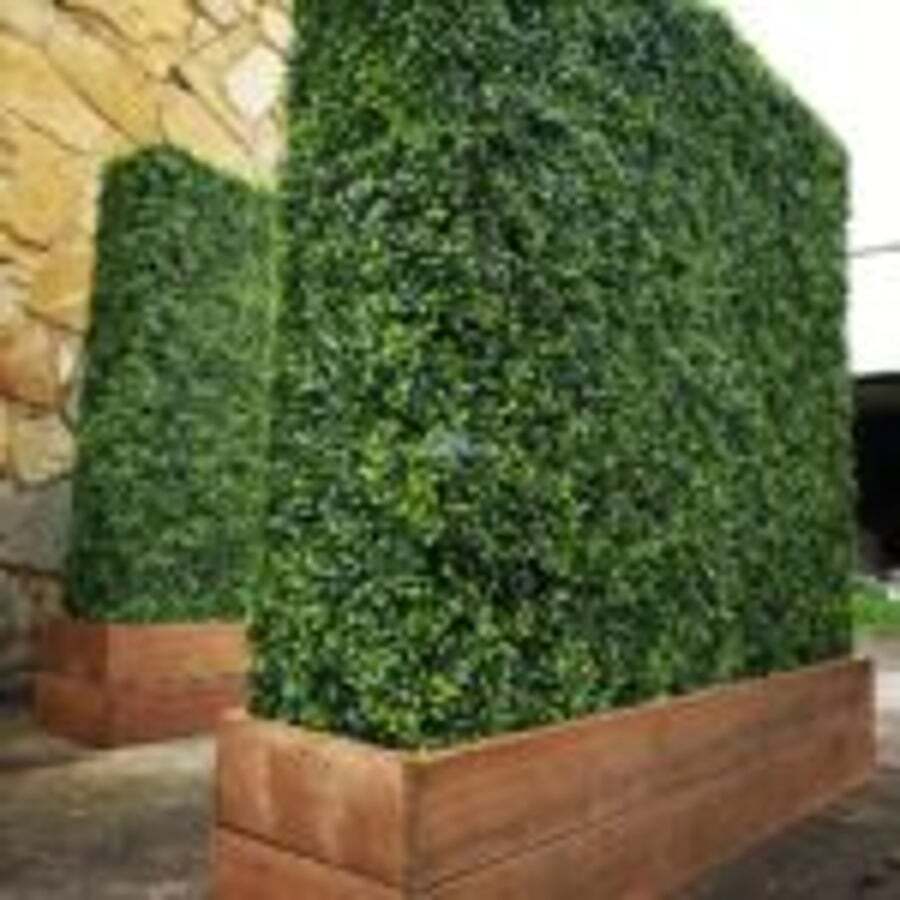 Buy Large Portable Mixed Boxwood Hedge 1.5m by 1.5m UV Resistant - MyDeal