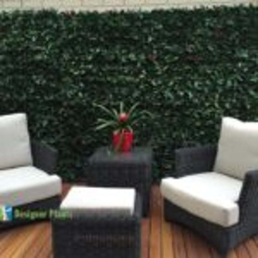 Buy Photinia (Red Robin) Hedge Leaf Screens / Panels UV Resistant 1m x ...