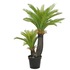 Buy Multi Trunk Sago Cycad 130cm - MyDeal Australia