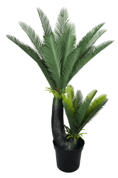 Buy Multi Trunk Sago Cycad 130cm - MyDeal Australia