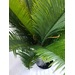 Multi Trunk Sago Cycad 130cm | Buy Artificial Plants & Flowers - 898686