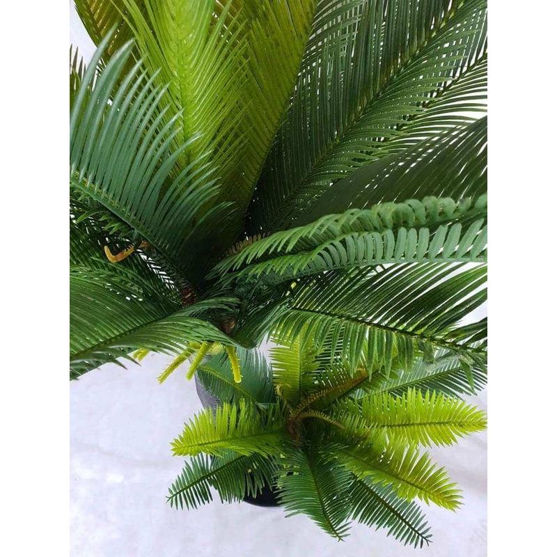 Buy Multi Trunk Sago Cycad 130cm - MyDeal
