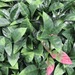 Photinia (Red Robin) Hedge Leaf Screens / Panels UV Resistant 1m x 1m ...