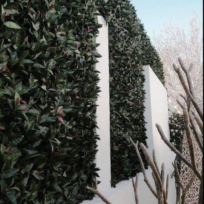 Buy Photinia (Red Robin) Hedge Leaf Screens / Panels UV Resistant 1m x ...