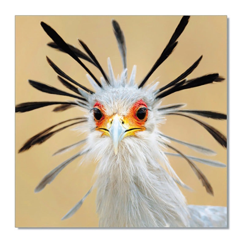 Buy Secretary Bird Print 100 x 100cm - MyDeal Australia