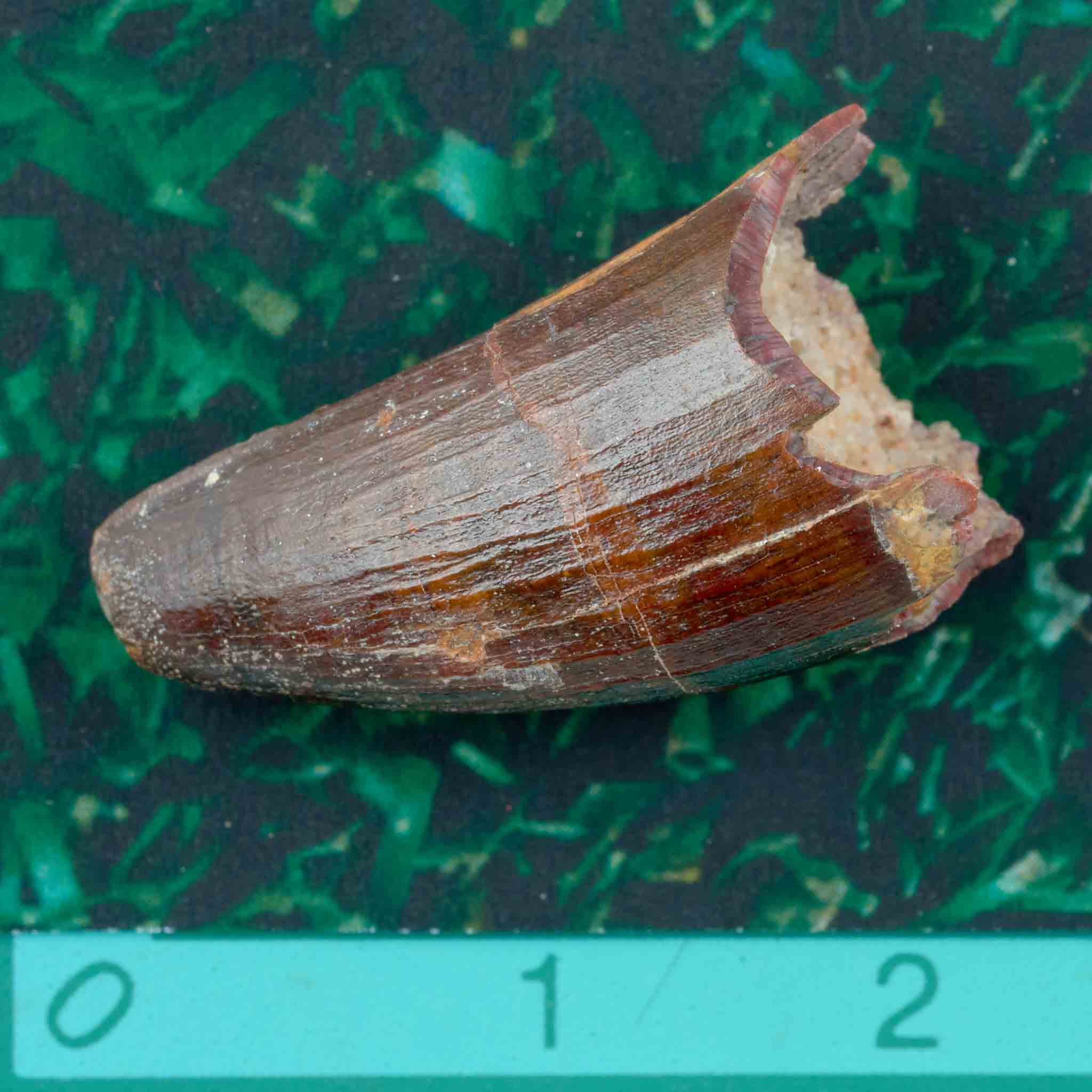 Buy Fossilised Tooth from Sarcosuchus - Small - MyDeal Australia
