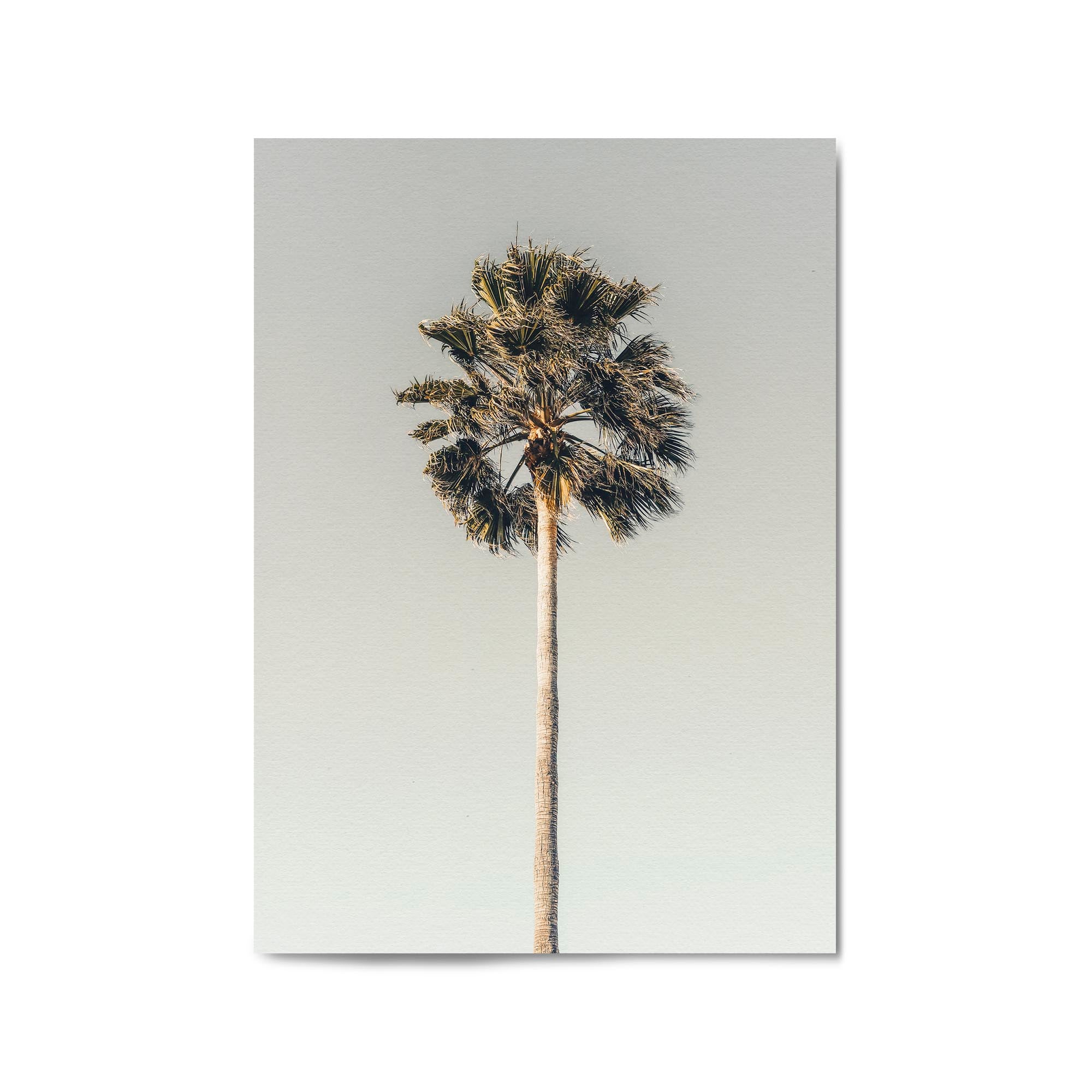 Buy Palm Tree Hamptons Style Photograph - MyDeal Australia