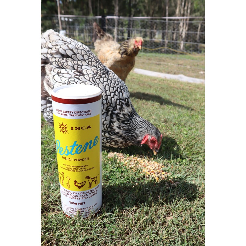 Buy Pestene Powder for Insect Control of Dogs, Chicken & Other Animals ...
