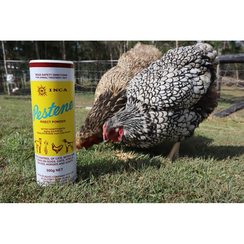 Buy Pestene Powder for Insect Control of Dogs, Chicken & Other Animals ...