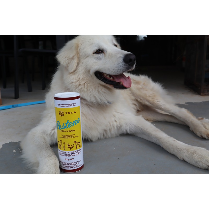 Buy Pestene Powder for Insect Control of Dogs, Chicken & Other Animals ...