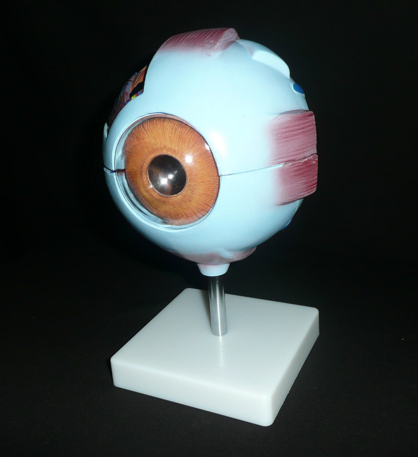 Buy Giant Eye Human Anatomy Models Anatomical Ophthalmic Skeleton ...