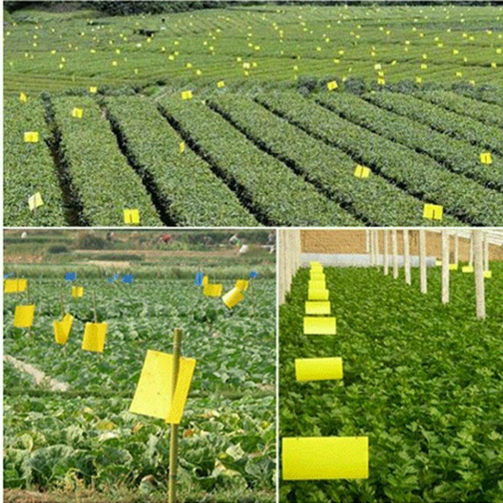 Buy Ozoffer 50PCS Yellow Sticky Glue paper Insect Trap Catcher Killer ...