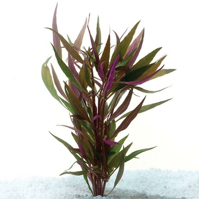 Buy Telanthera 5cm Pot - MyDeal