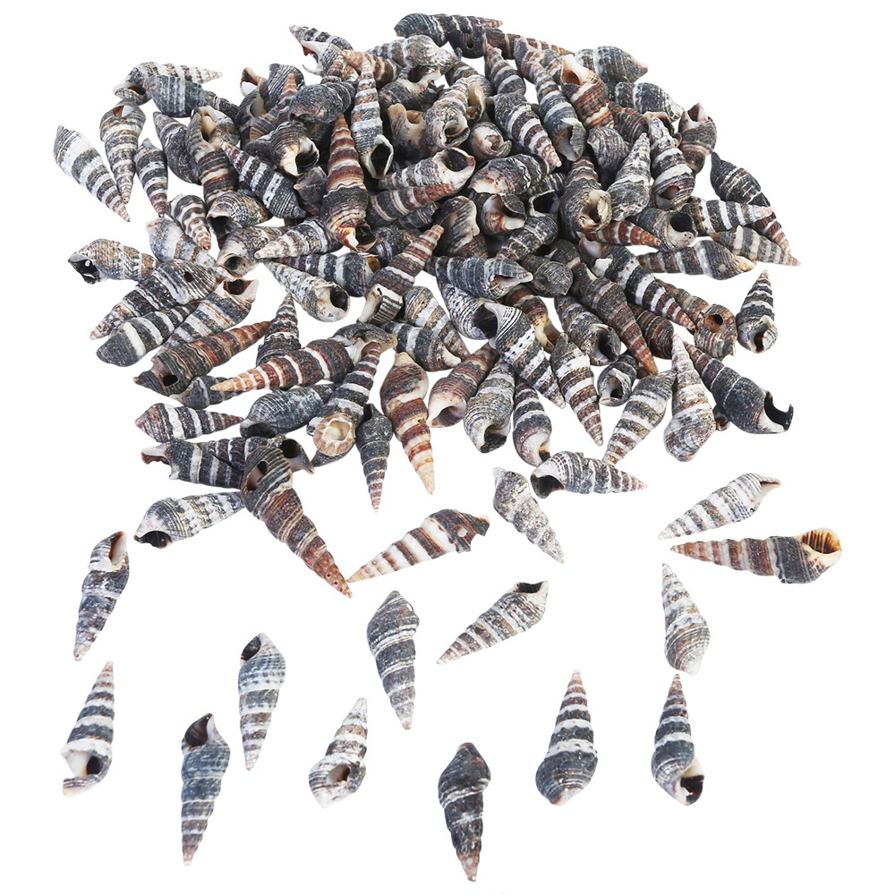 Buy 1pce 200g Bag of Sea Snail Shells Dragon Thorn Snail Shell 2cm to ...