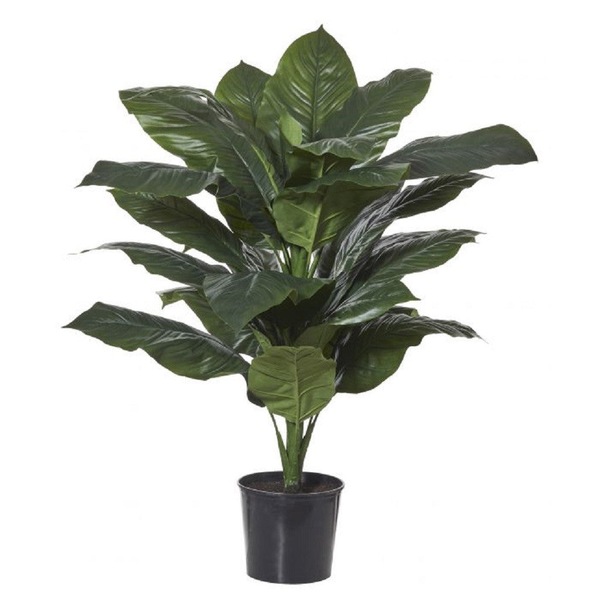 Buy Rogue Giant Spathiphyllum 122cm Grn - MyDeal Australia