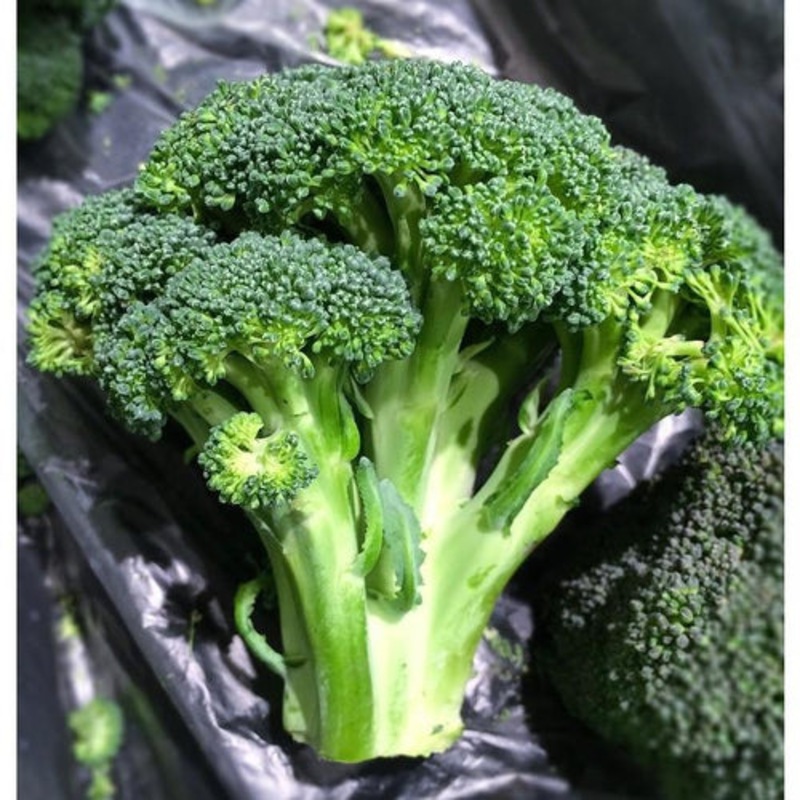 Buy BROCCOLI 'Green Sprouting' seeds - MyDeal