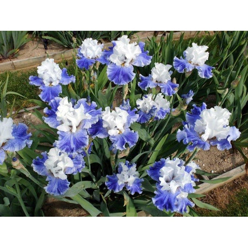 Buy IRIS 'Cascadian Rhythm' RHIZOME / BULB plant - MyDeal Australia