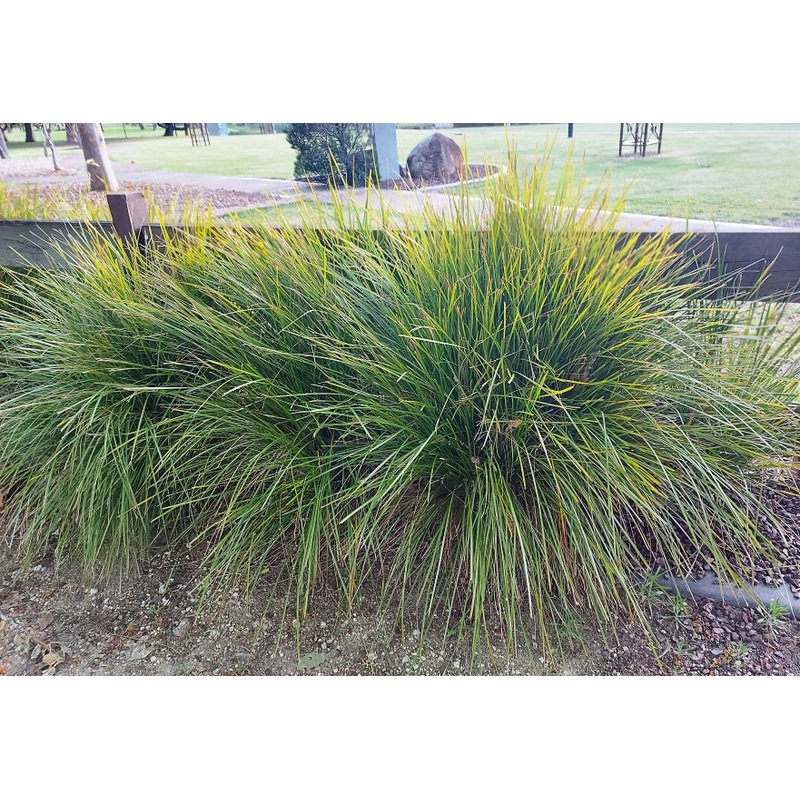 Buy LANDSCAPING GRASS - DWARF MAT RUSH / Lomandra spicata seeds *NATIVE ...