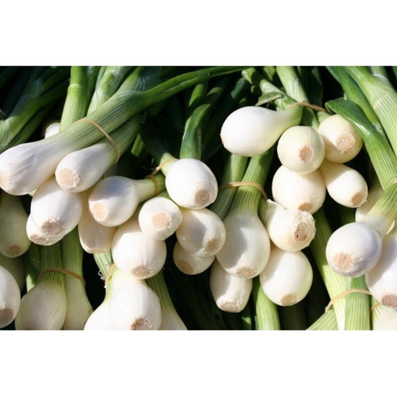 MINI ONION 'Pompei' / Pearl onion seeds - MyDeal