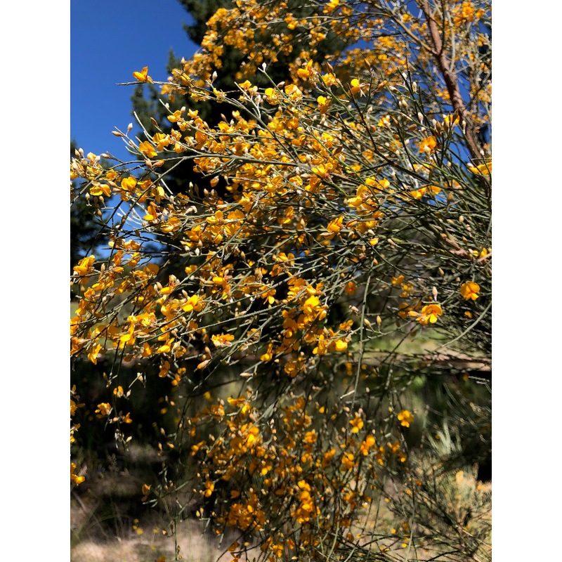 Buy NATIVE BROOM Viminaria juncea seeds *AUSTRALIAN NATIVE* - MyDeal