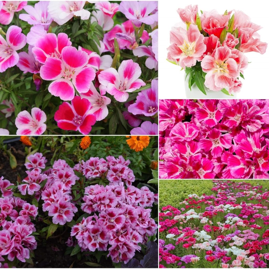 Buy Godetia Monarch Mix - Dwarf Single Mix seeds - MyDeal Australia