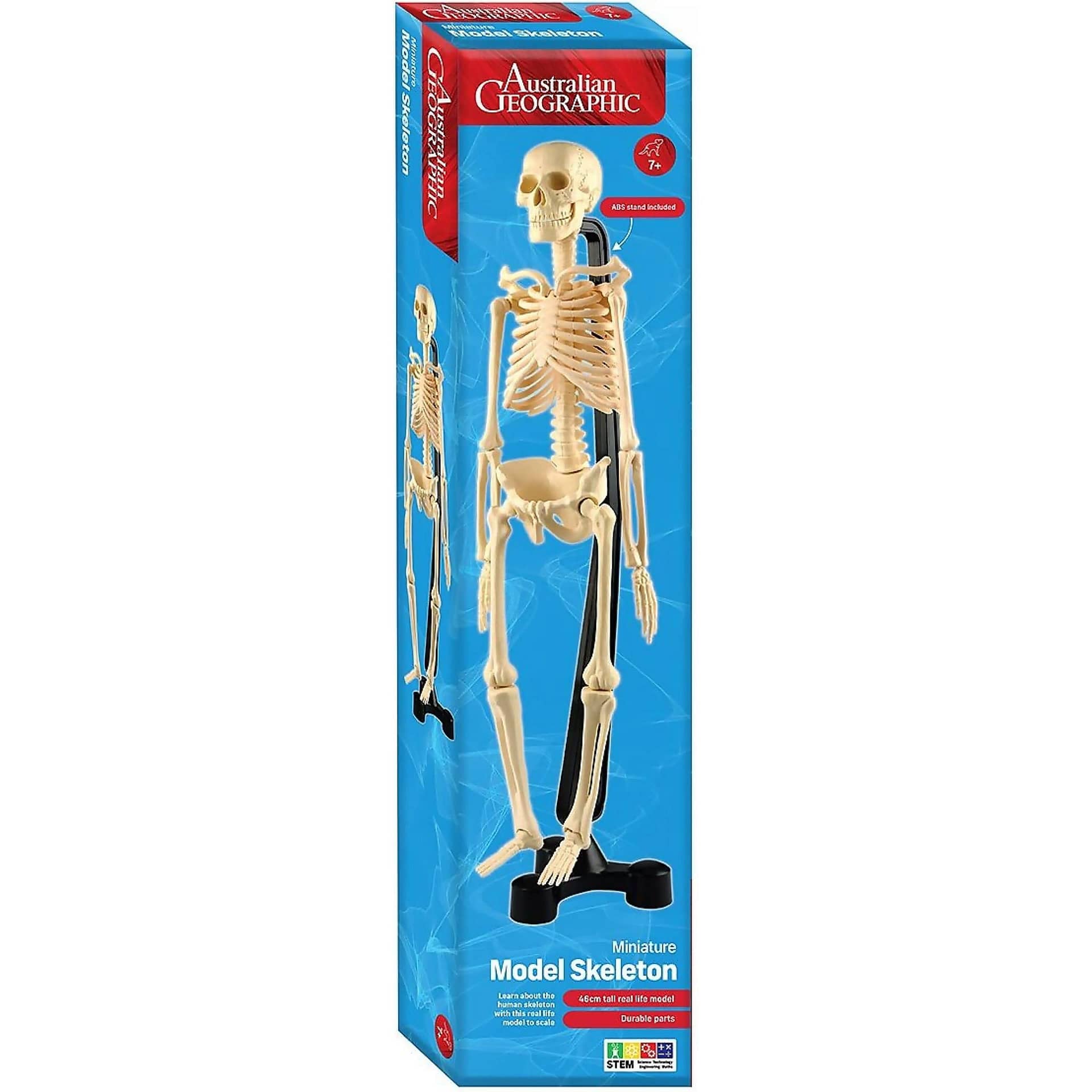 Buy Australian Geographic - Mini Skeleton 46cm - MyDeal Australia