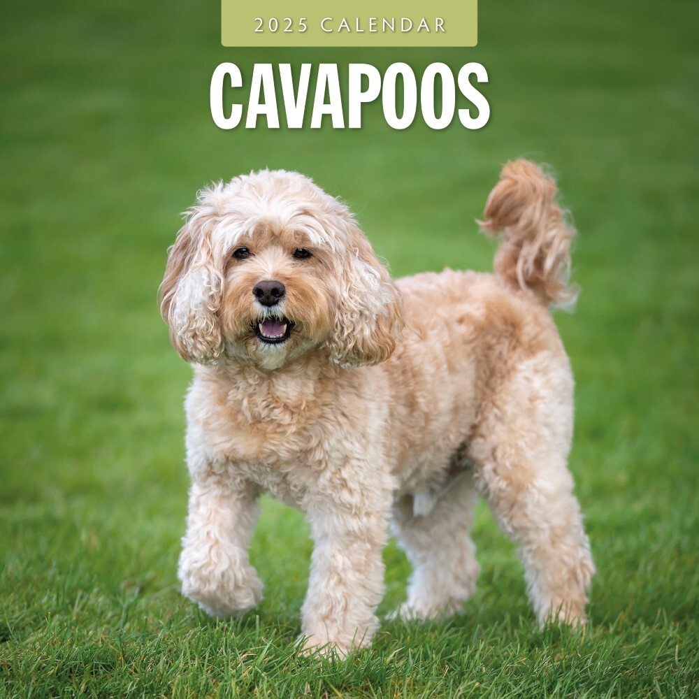 Buy Cavapoos - 2025 Square Wall Calendar 16 month by Red Robin - MyDeal ...