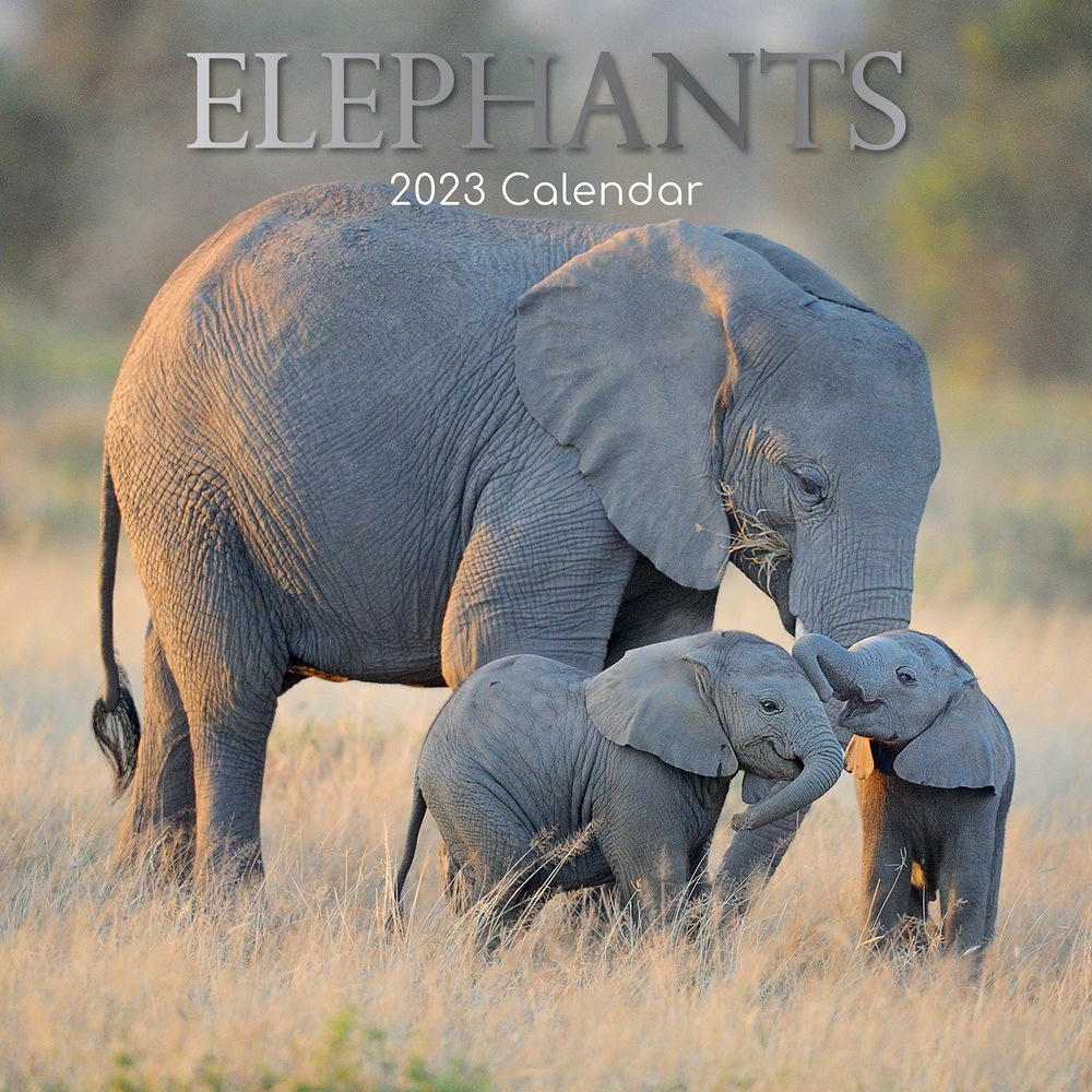 Buy Elephants - 2023 Square Wall Calendar 16 month by Gifted Stationery ...