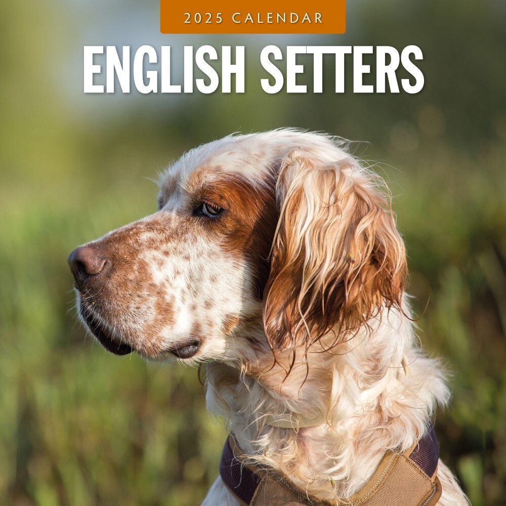 Buy English Setters - 2025 Square Wall Calendar 16 month by Red Robin ...