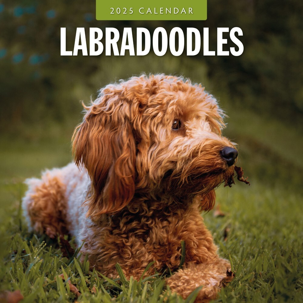Buy Labradoodles - 2025 Square Wall Calendar 16 month by Red Robin ...