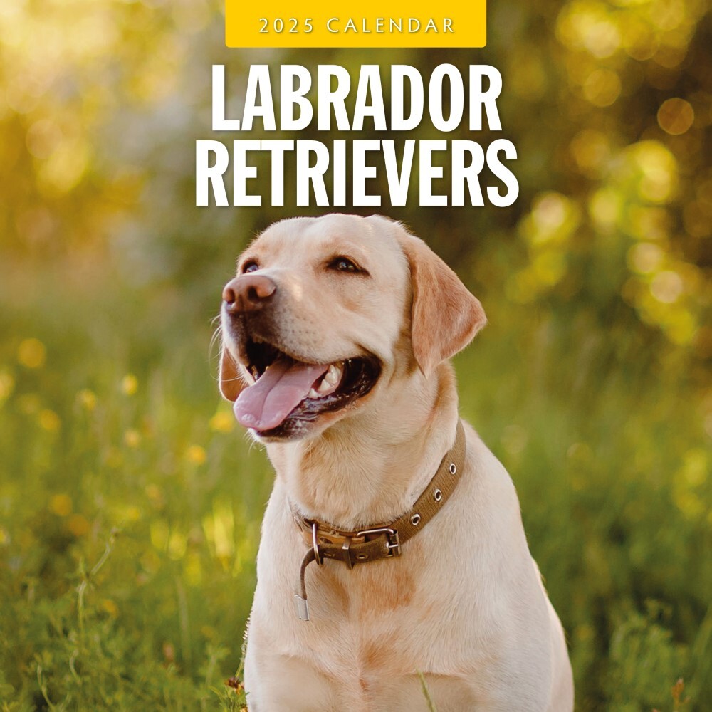 Buy Labrador Retrievers - 2025 Square Wall Calendar 16 month by Red ...