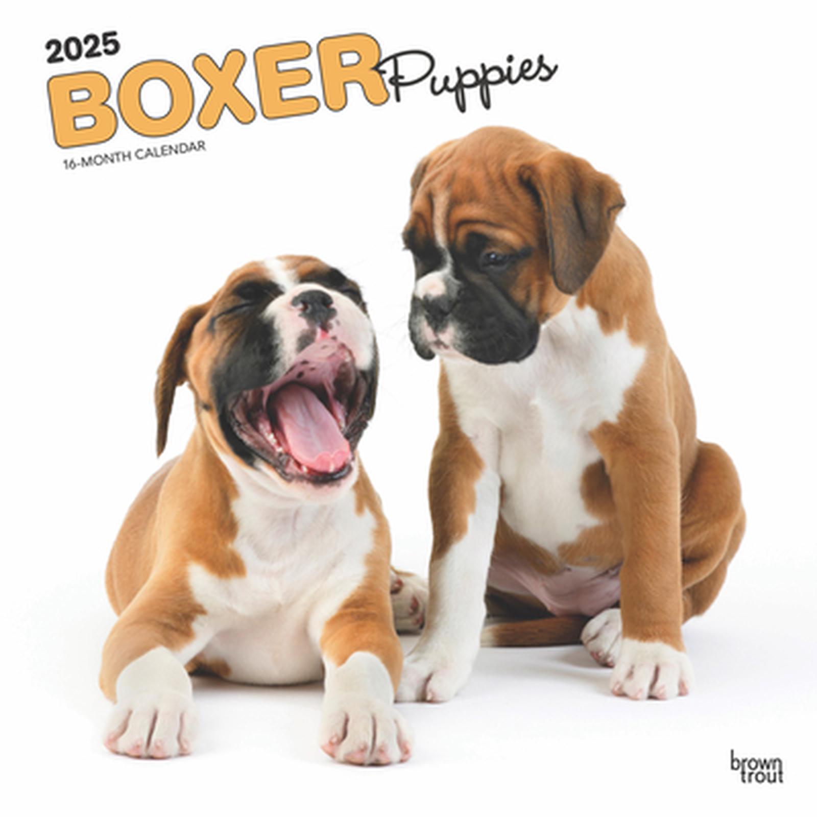 Buy Boxer Puppies 2025 12 X 24 Inch Monthly Square Wall Calendar ...