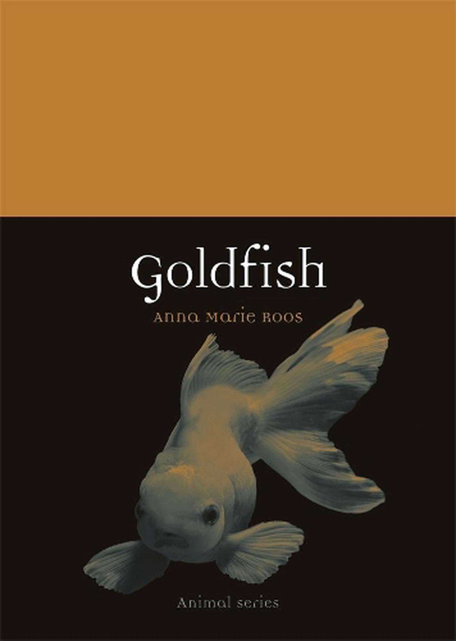 Buy Goldfish - MyDeal Australia