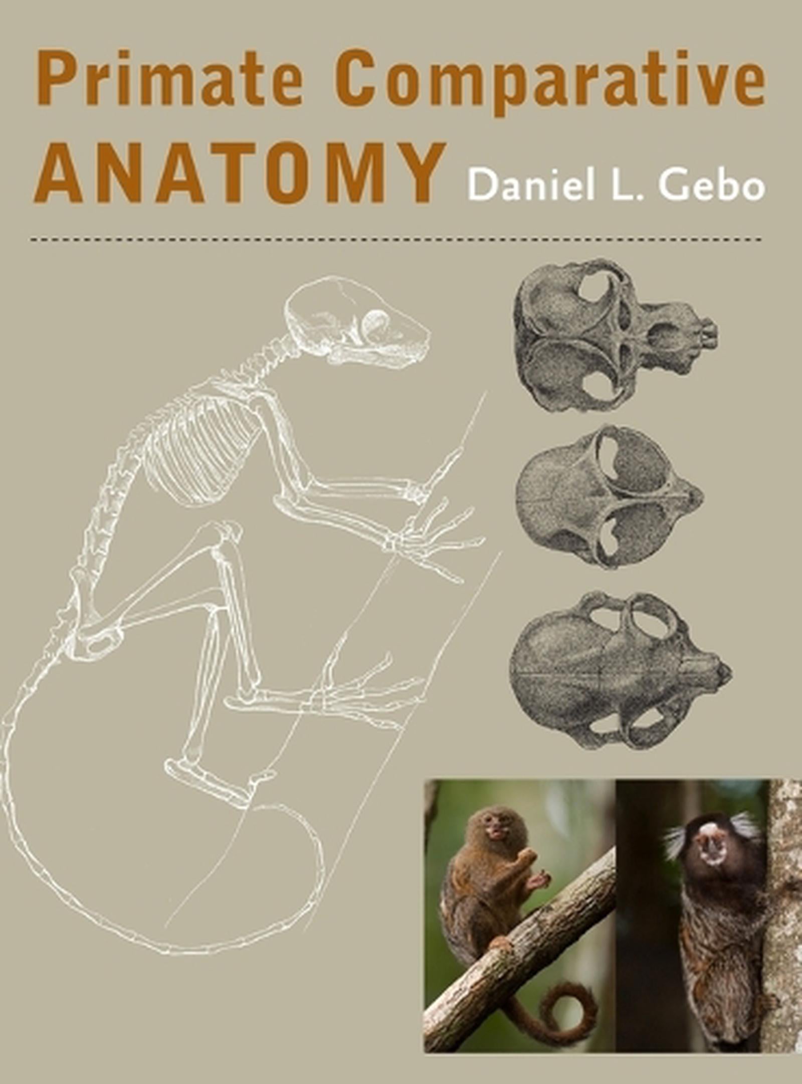 Buy Primate Comparative Anatomy - MyDeal Australia