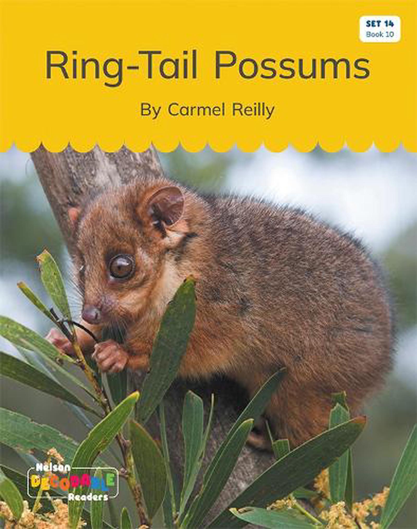 Buy Ring-Tail Possums (Set 14, Book 10) - MyDeal Australia