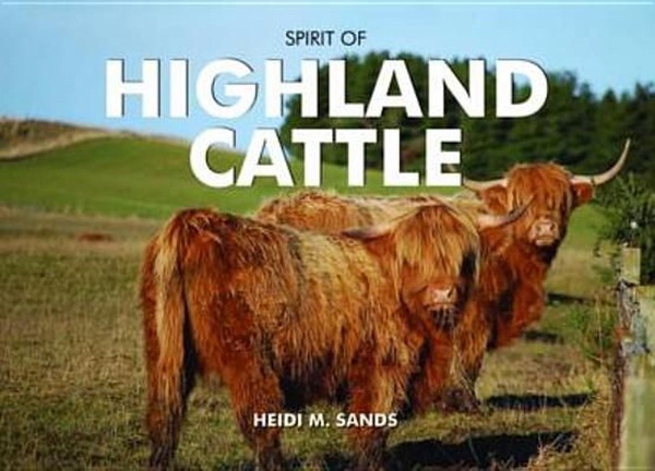 Buy Spirit of Highland Cattle - MyDeal Australia