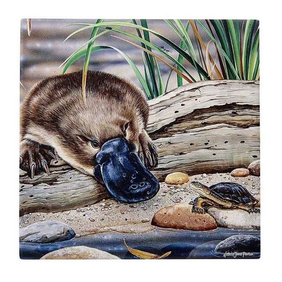 Buy Ashdene Kitching Dining Ceramic Platypus Trivet - MyDeal Australia
