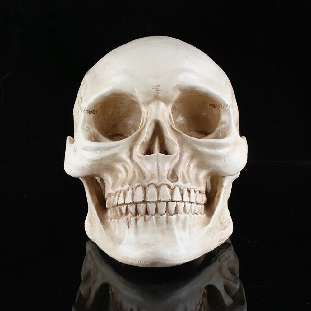 Buy Human Skull Replica Resin Model Anatomical Medical Lifesize ...