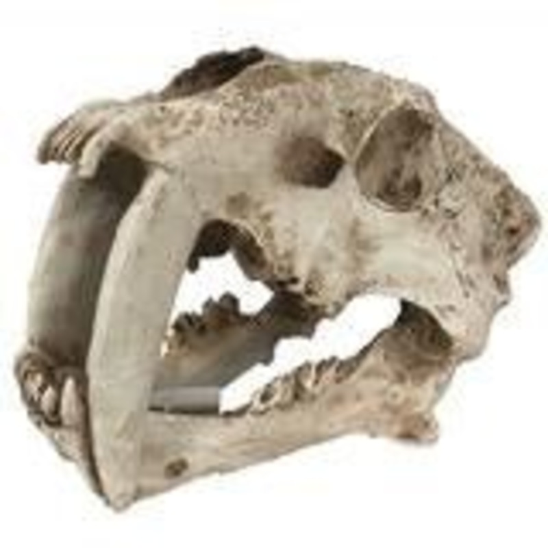 Buy Sabre Tooth Skull - MyDeal