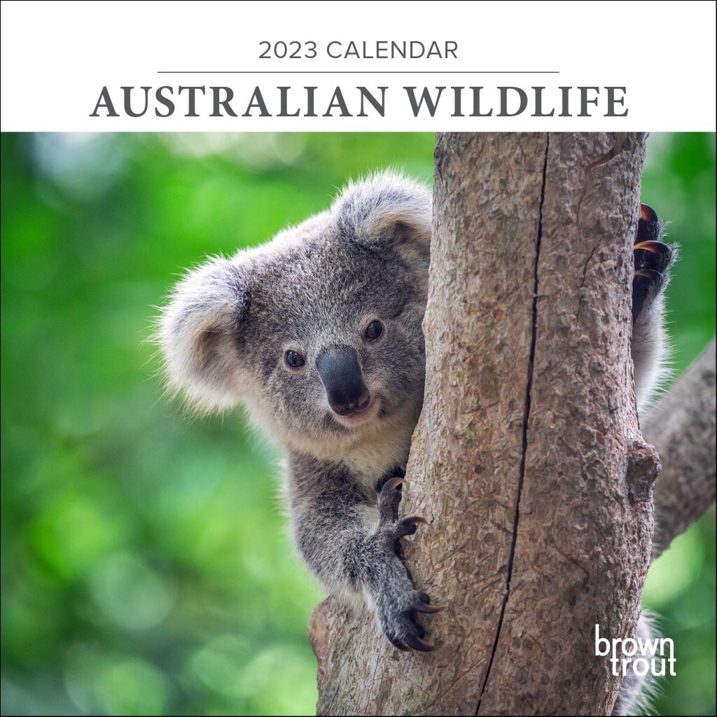 Buy 2023 Calendar Australian Wildlife Mini Wall, Browntrout - MyDeal ...