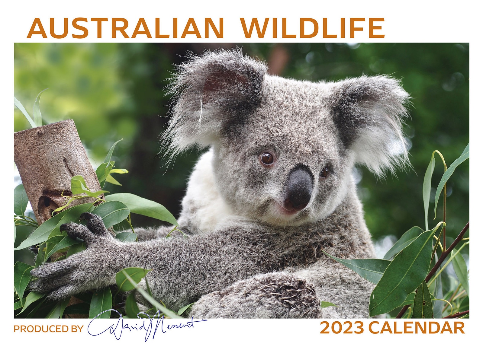 Buy 2023 Calendar Australian Wildlife Wall by David Messent Photography ...