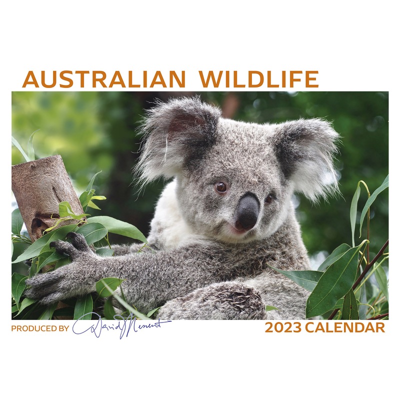 Buy 2023 Calendar Australian Wildlife Wall by David Messent Photography ...