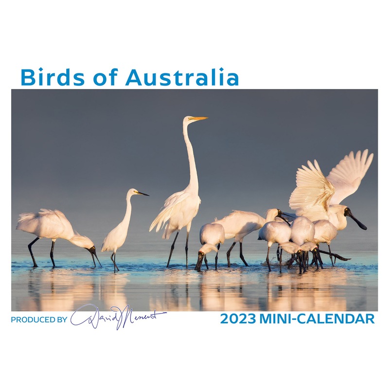 Buy 2023 Calendar Birds of Australia Mini by David Messent Photography ...
