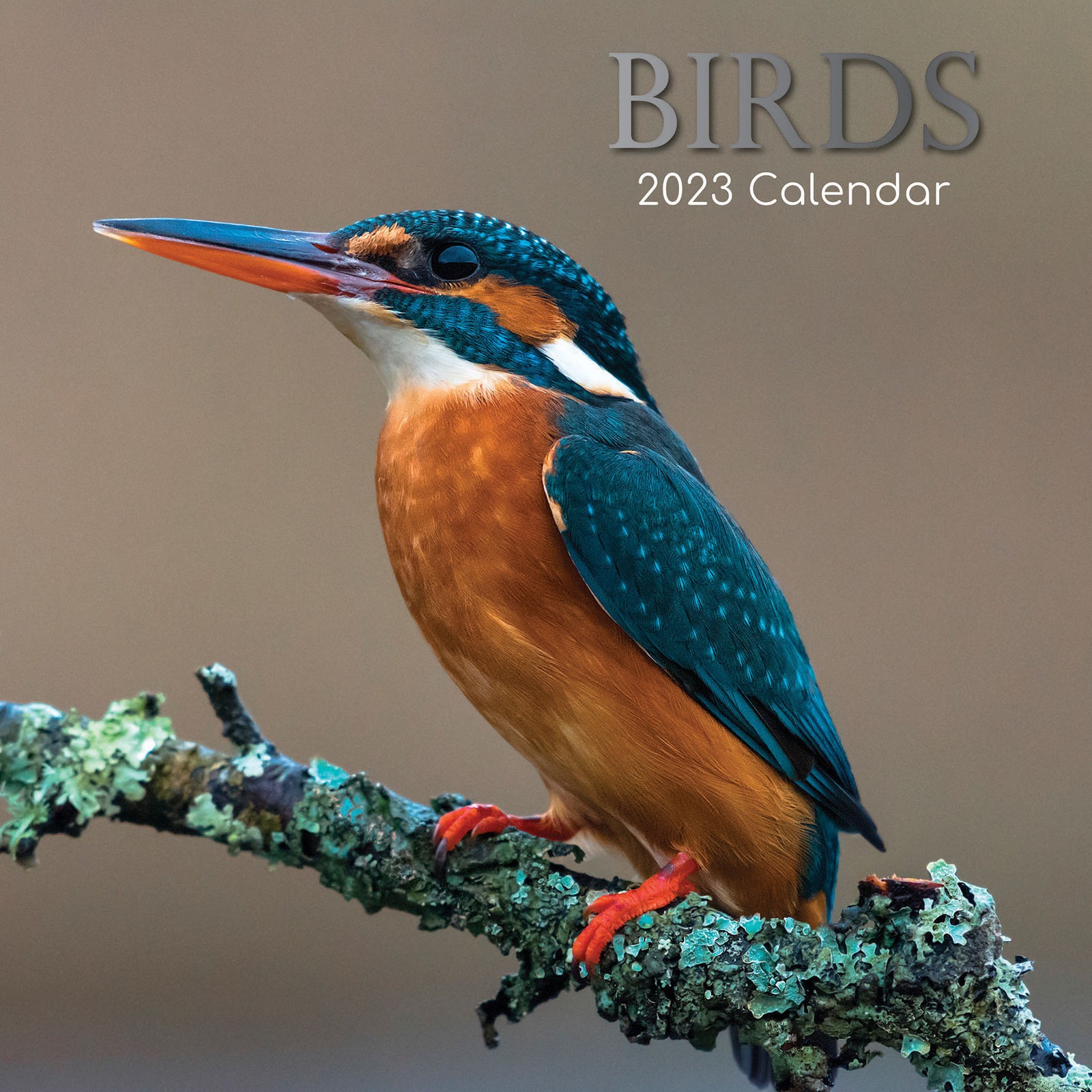 Buy 2023 Calendar Birds Square Wall by The Gifted Stationery GSC21902 ...